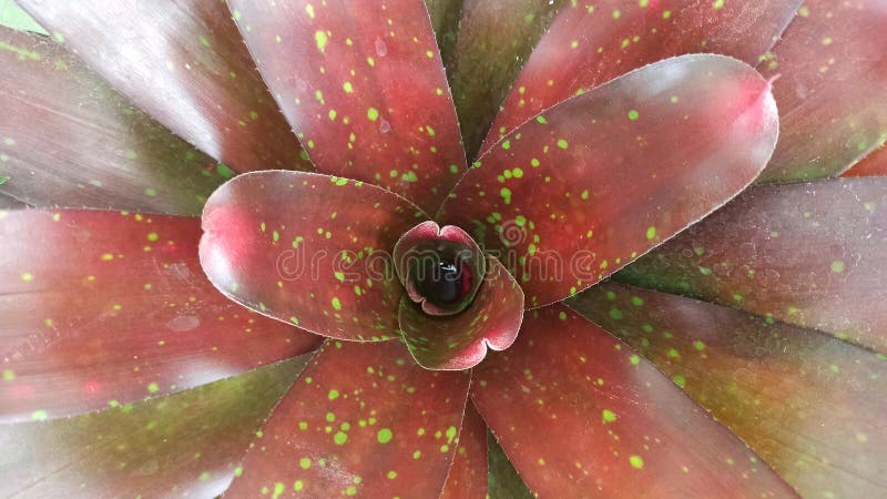 Plant viewed from above stock photo. Image of viewed - 204006988