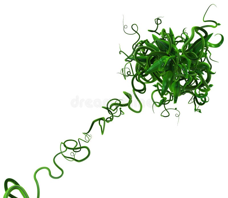 Tangled Vines Stock Illustrations – 83 Tangled Vines Stock ...