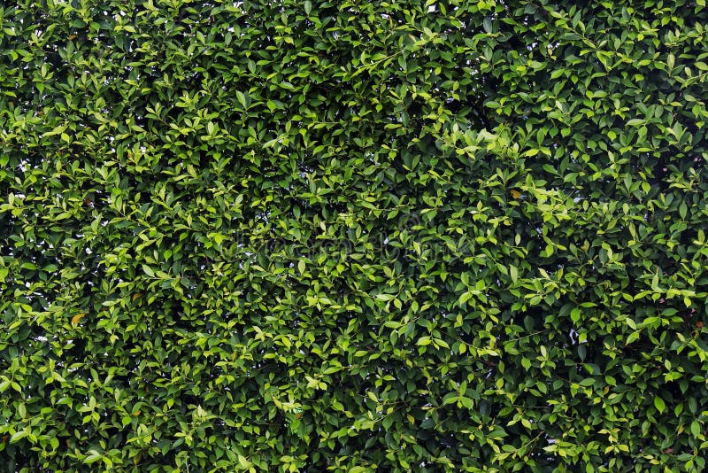 Hedge Plan View Stock Photos - Free & Royalty-Free Stock Photos from ...