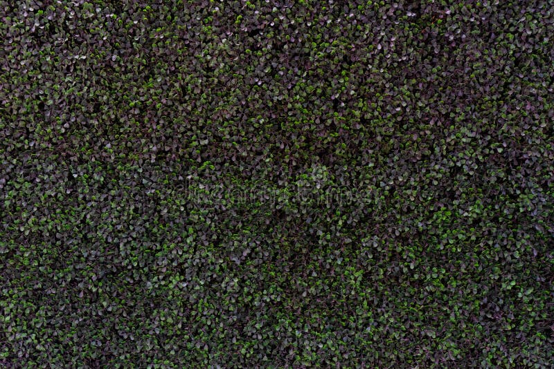 Plant wall texture stock image. Image of color, garden - 174470871