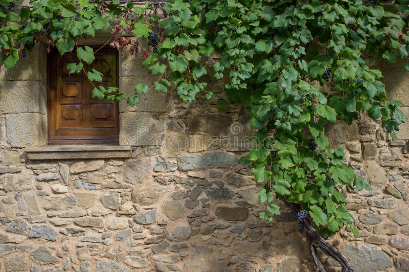 Plant on wall stock image. Image of block, growing, aging - 31263567