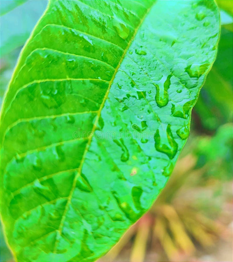 Plant : water on leaf stock image. Image of nature, food - 376522887
