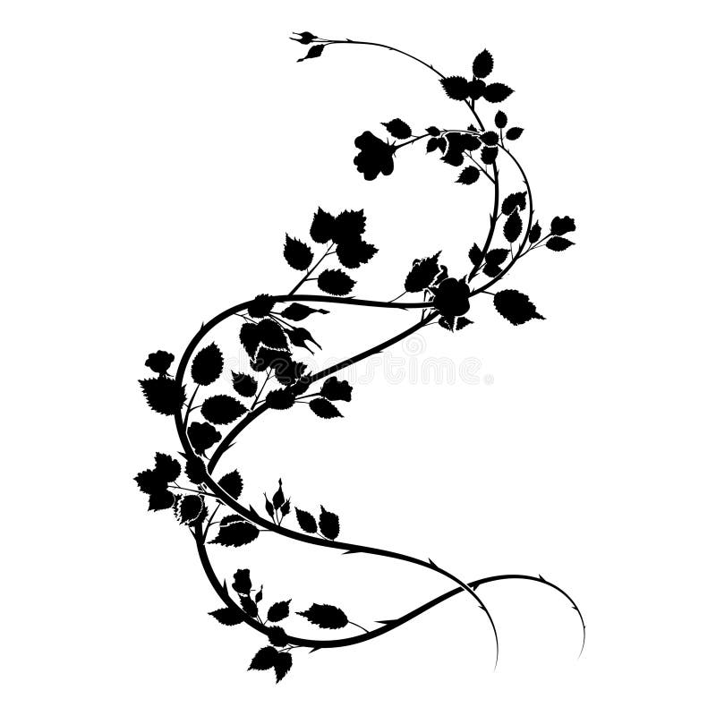 Plant Weaving Top Pattern Rose Flowers. Stock New Stock Illustration ...