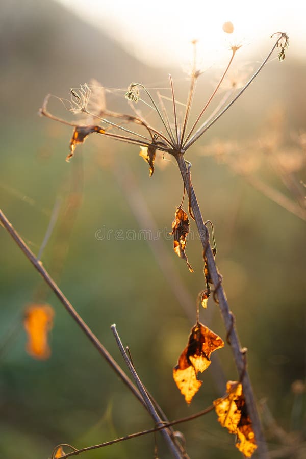 Plant in the Web Backlight. Stock Photo - Image of macro, closeup ...