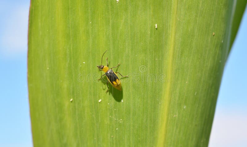On the Plant Western Corn Beetle Stock Image - Image of environment ...