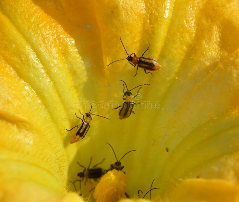On the Plant Western Corn Beetle Stock Photo - Image of closeup ...
