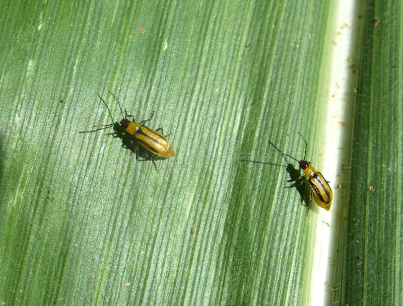 On the Plant Western Corn Beetle Stock Image - Image of corn, control ...