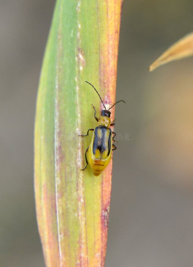 On the Plant Western Corn Beetle Stock Image - Image of mais, insect ...