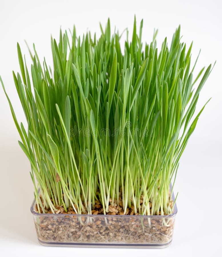 Plant Wheat with Roots on White Background Stock Image - Image of ...