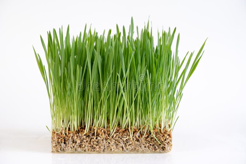 Plant Wheat with Roots on White Background Stock Image - Image of ...