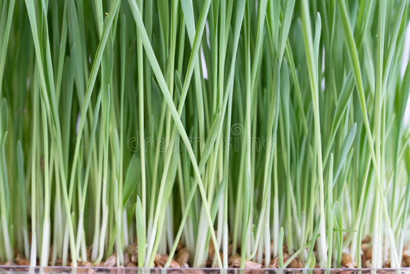 Plant Wheat with Roots on White Background Stock Photo - Image of ...