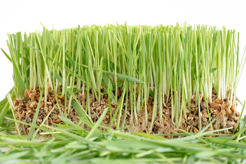 Plant Wheat with Roots on White Background Stock Photo - Image of ...