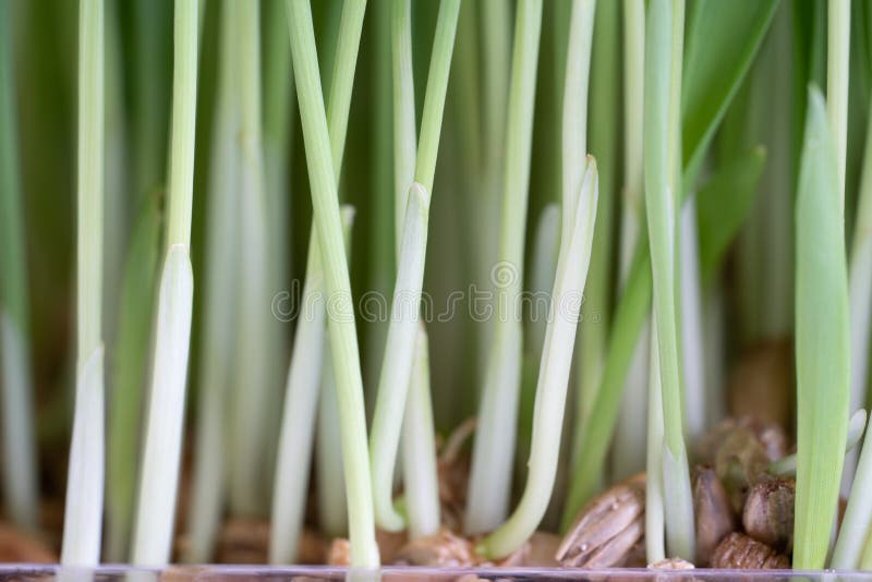 Plant Wheat with Roots on White Background Stock Photo - Image of ...