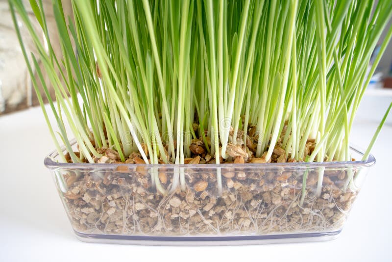 Plant Wheat with Roots on White Background Stock Image - Image of life ...