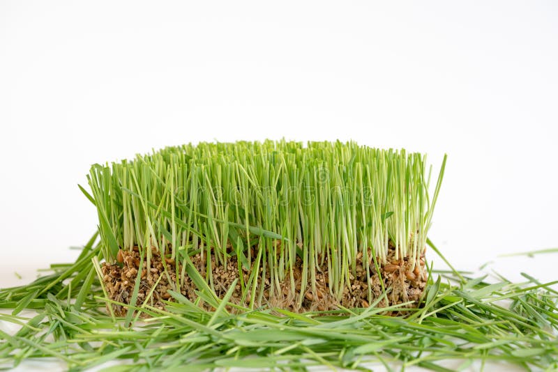 Plant Wheat with Roots on White Background Stock Image - Image of ...