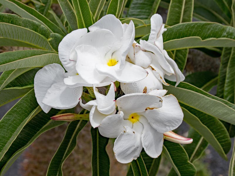 Plant, White, Flora, Flower Picture. Image: 123239953