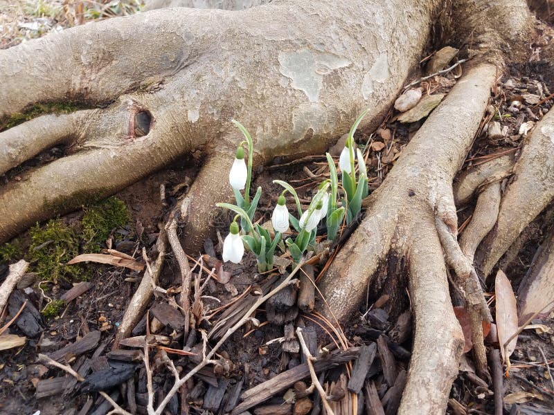 Plant with White Flower Growing in Tree Roots Stock Photo - Image of ...