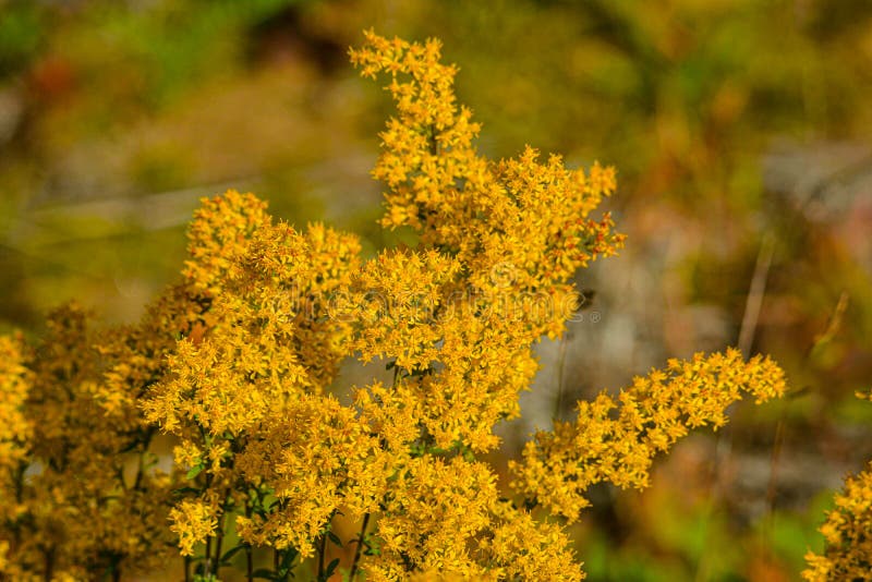 Plant in Wild Forest in Quebec, Canada Stock Photo - Image of grass ...