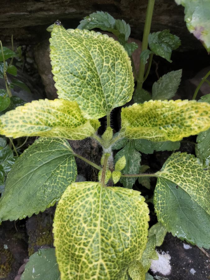 This Plant is a Wild Growing Bandotan Leaf and is Efficacious for ...