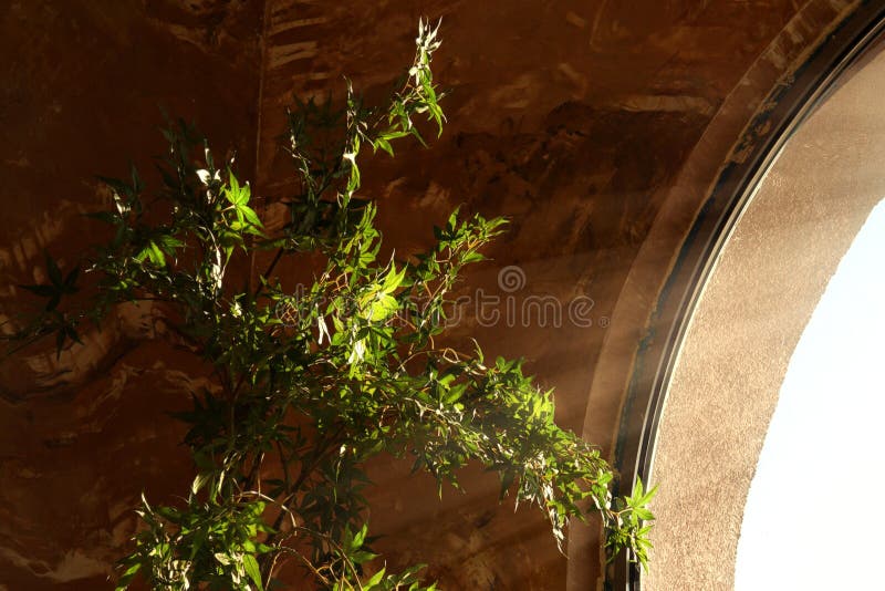 A plant by the window. stock image. Image of interior - 149184531