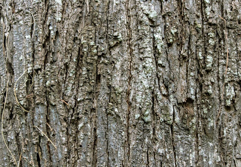 Plant stock photo. Image of gray, streaked, texture, nature - 80541860