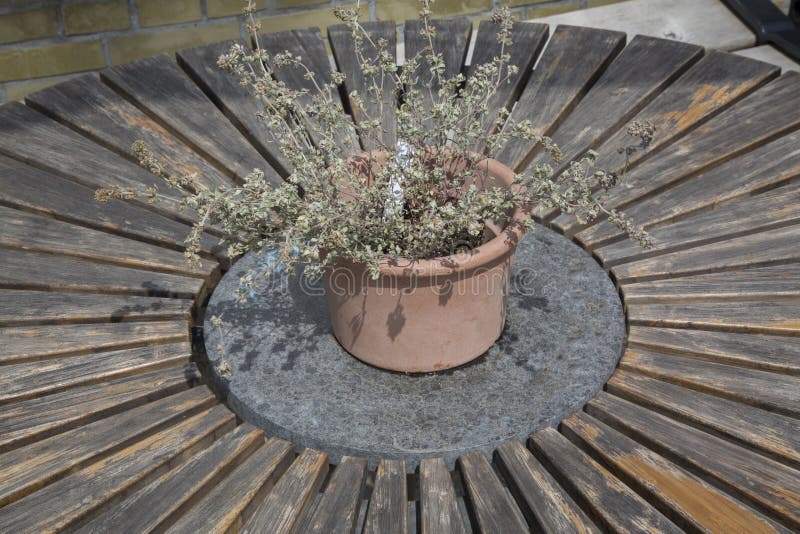 Plant on Cafe Table stock image. Image of surface, wooden - 191563109