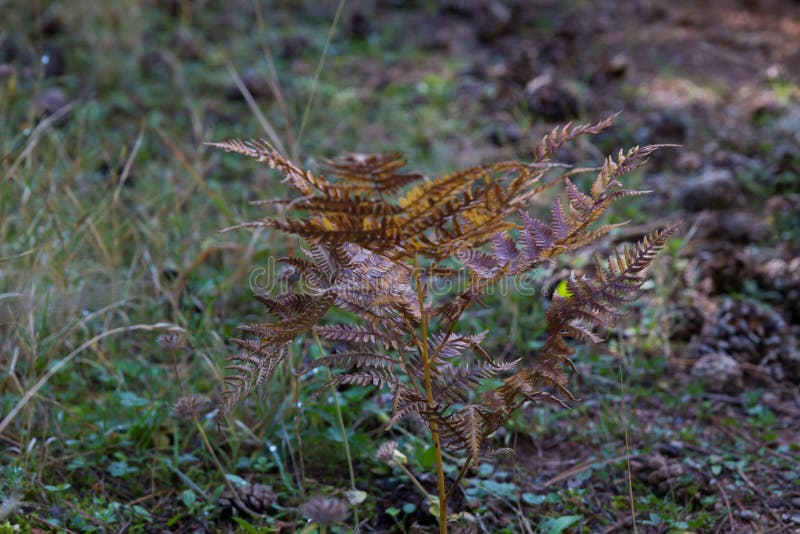 Plant in the woods stock image. Image of green, nature - 133104379