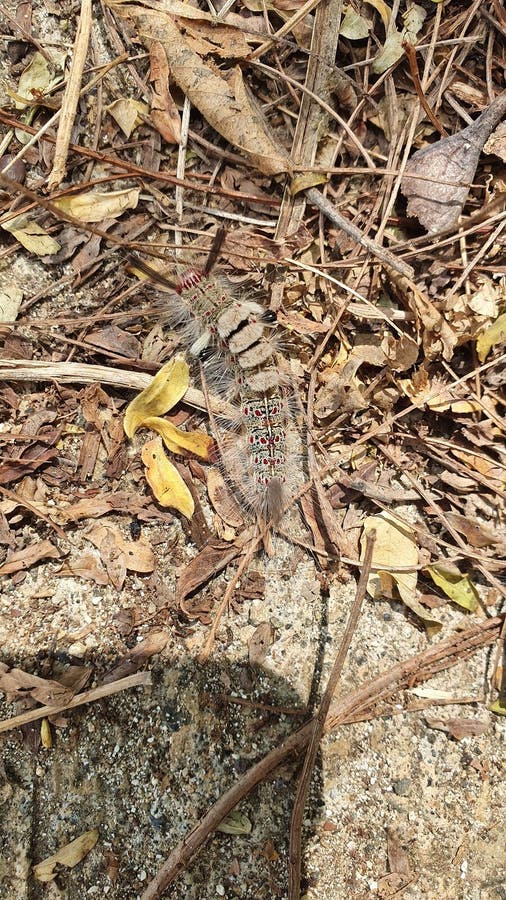 Plant Worm Crawling on Dead Leaves in the Ground Stock Image - Image of ...