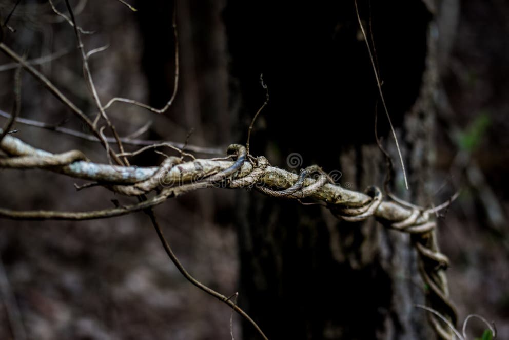 Plant Wrapped Around a Tree Stock Image - Image of wrapped, tree: 91546039