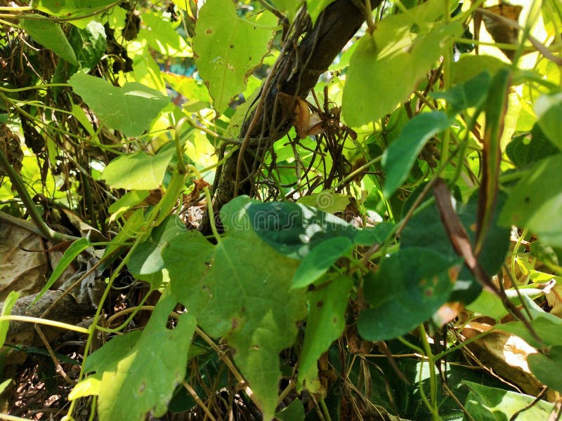 The plant writhes stock photo. Image of plant, shines - 291799616