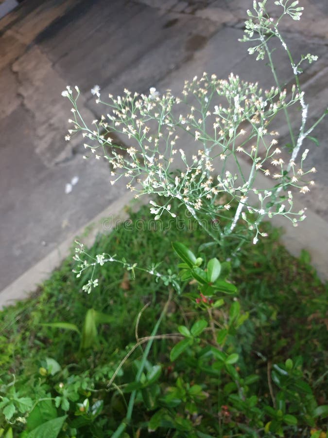 Plant Yard Flower Green Wild Stock Photo - Image of wildflower, leaf ...