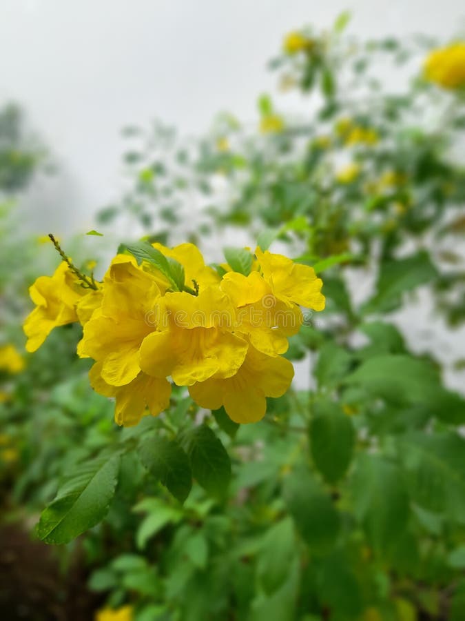 Plant yellow elderflower stock image. Image of plant - 376070047