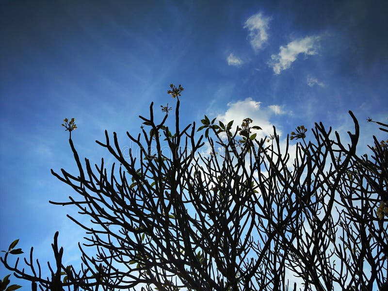 Plant with Yellow Flowers on Blue Sky and White Cloud Stock Photo ...