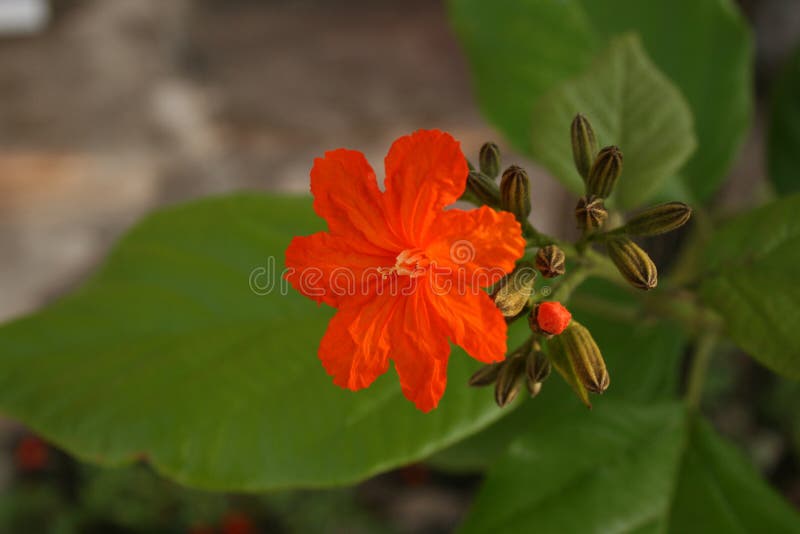 Plant, young flower stock image. Image of front, blossom - 90406683