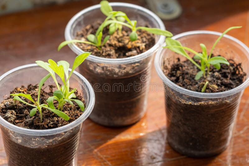 Plant Young Leaf Spring Green. Cultivate Sprout Stock Photo - Image of ...