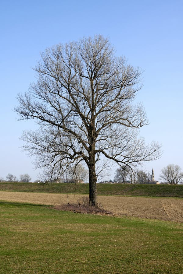 Plant stock photo. Image of tree, river, spring, nature - 243171906