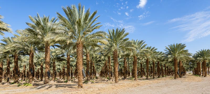 Plantação Das Palmas De Tâmara Imagem de Stock - Imagem de leste, nuvem ...