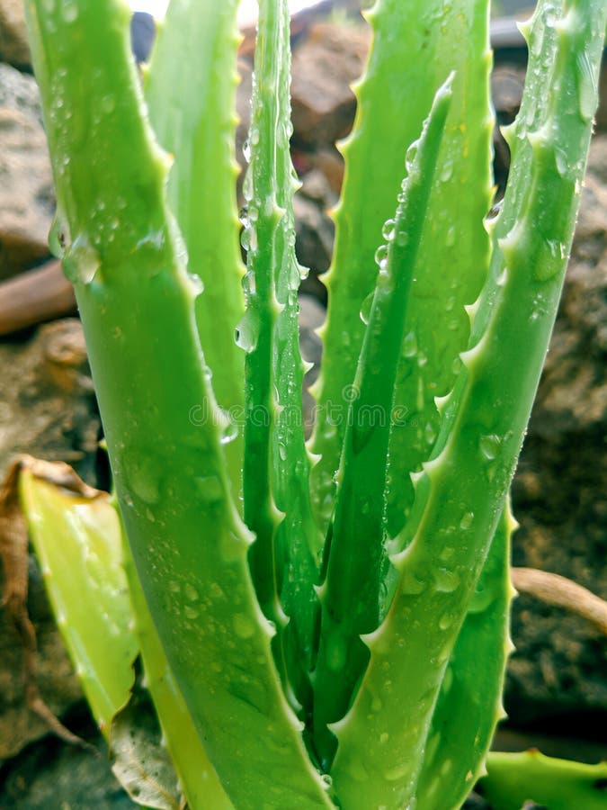 Planta Alovera. Fundo De Flores De Alovera Imagem de Stock - Imagem de ...