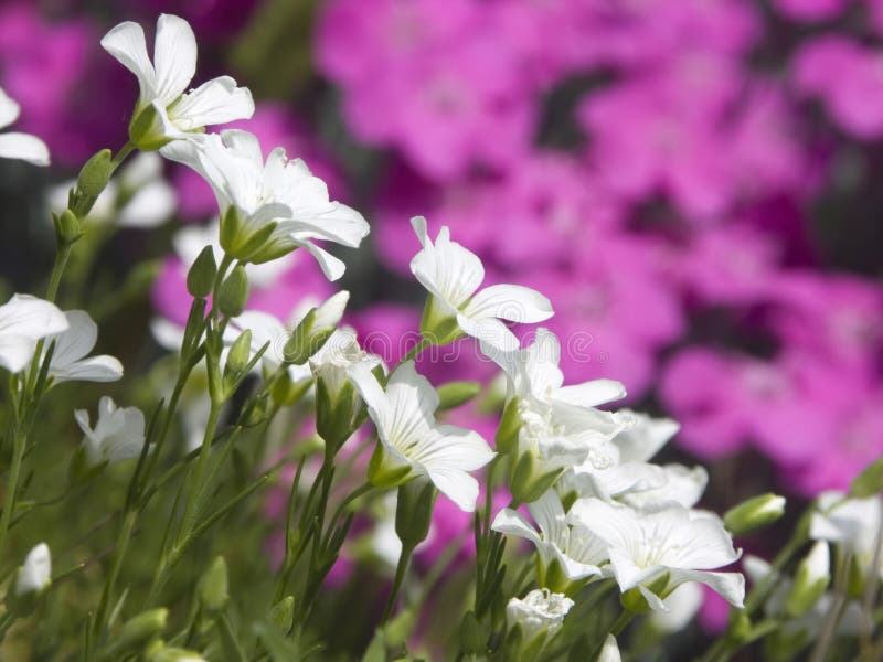 Planta alpina imagem de stock. Imagem de buquê, planta - 5506603