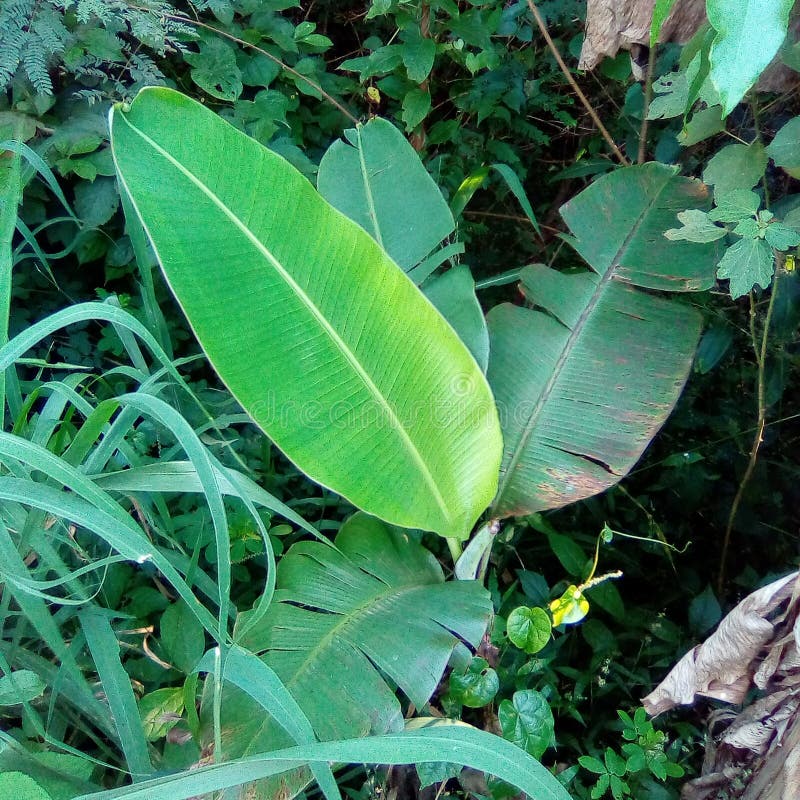 Planta bananera joven imagen de archivo. Imagen de joven - 259068295