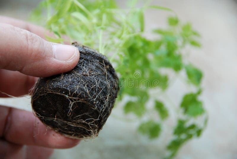 Planta bem enraizada foto de stock. Imagem de dedos, fresco - 30360244