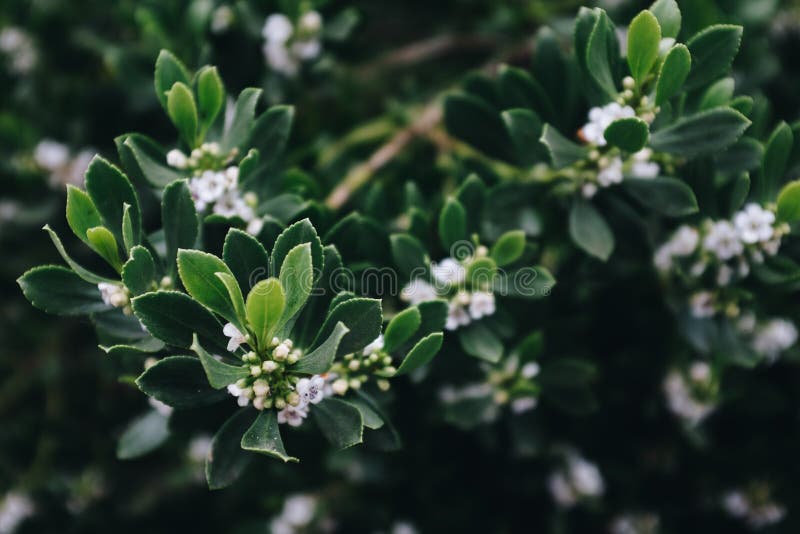 Planta Blanca De La Flor Del Racimo Imagen. Imagen: 115203065