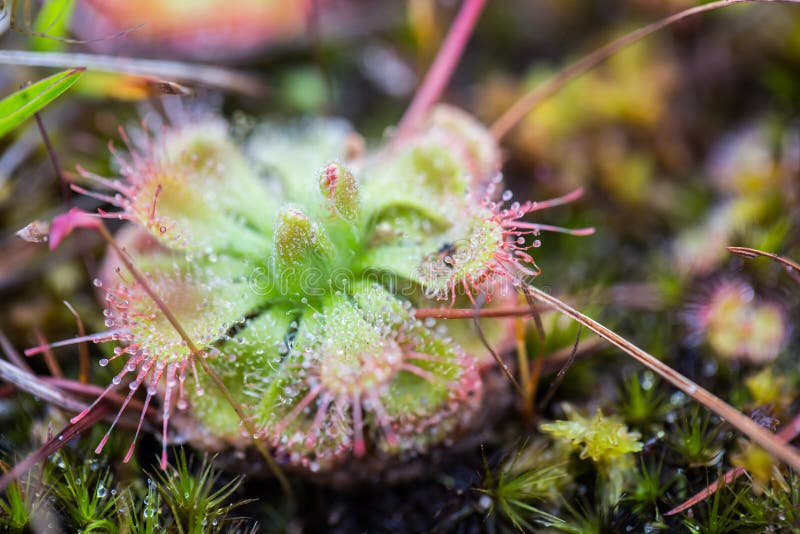 Planta Carnívora Del Tokaiensis Del Drosera Imagen de archivo - Imagen ...
