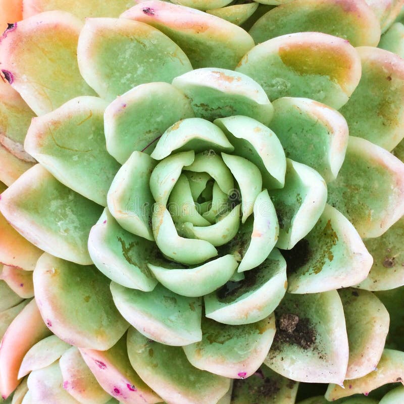 Planta carnuda simétrica imagem de stock. Imagem de sujo - 116229589