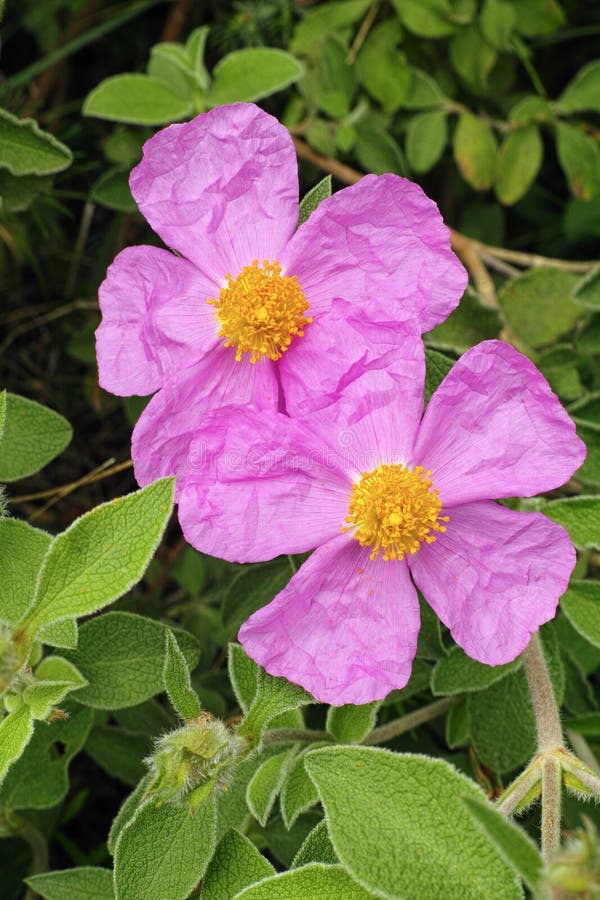 Planta Color De Rosa De La Roca Rosada Imagen de archivo - Imagen de ...