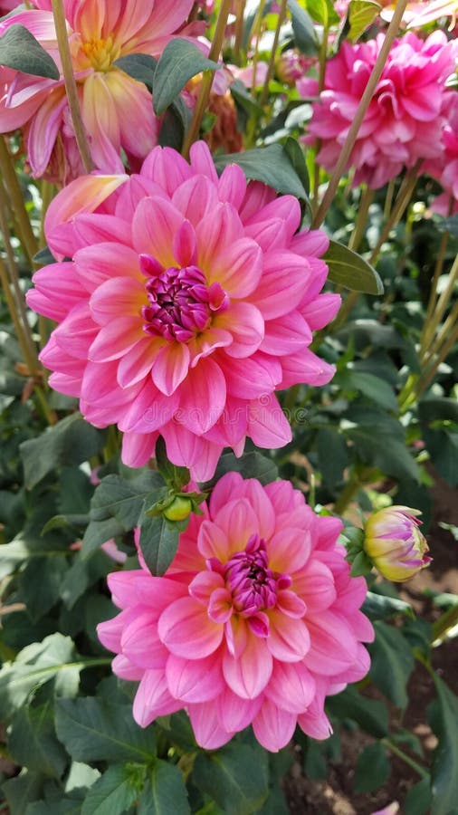 Planta Com Flores E As Folhas Cor-de-rosa Do Verde Foto de Stock ...