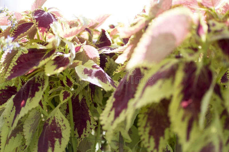 Planta Com Folhas Do Roxo E Bordas Verdes Foto de Stock - Imagem de ...