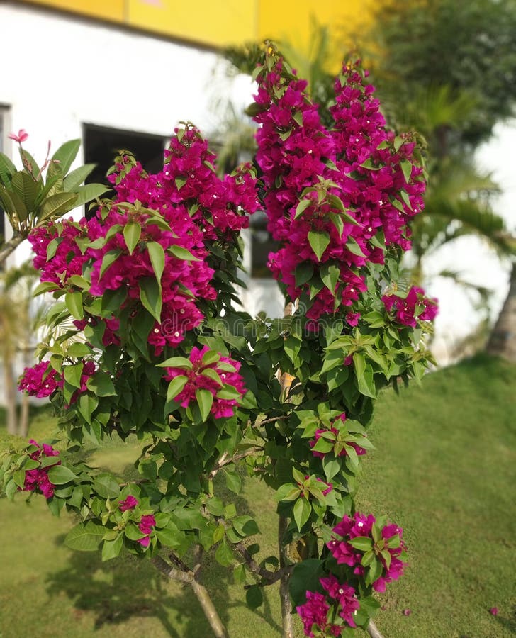 Planta con flores rosas imagen de archivo. Imagen de flores - 167421489