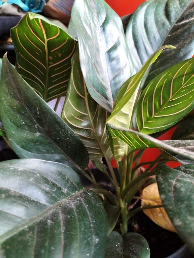 Planta Con Hojas De Color Verde Y Rosa Imagen de archivo - Imagen de ...