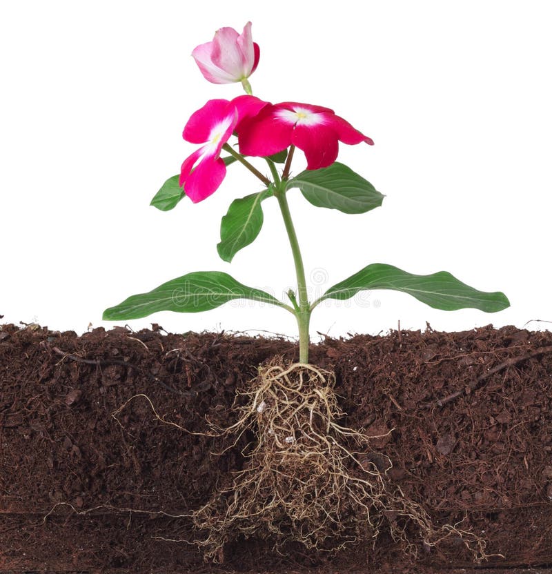 Imágenes Prediseñadas De Raíces De Flores